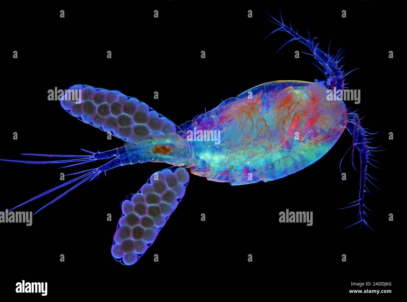 Cyclops copepod with eggs. Darkfield illuminated polarised light ...