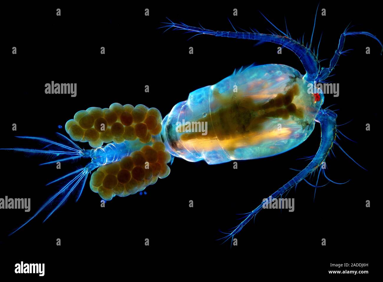 Cyclops copepod with eggs. Darkfield illuminated polarised light ...