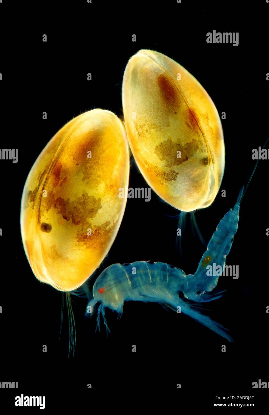 Ostracods and copepod. Darkfield illuminated polarised light micrograph ...