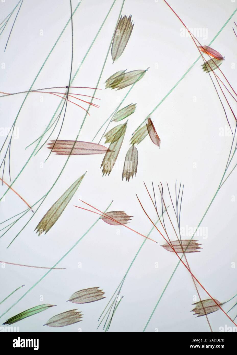 Moth wing scales. Polarised light micrograph of scales from the wing of ...