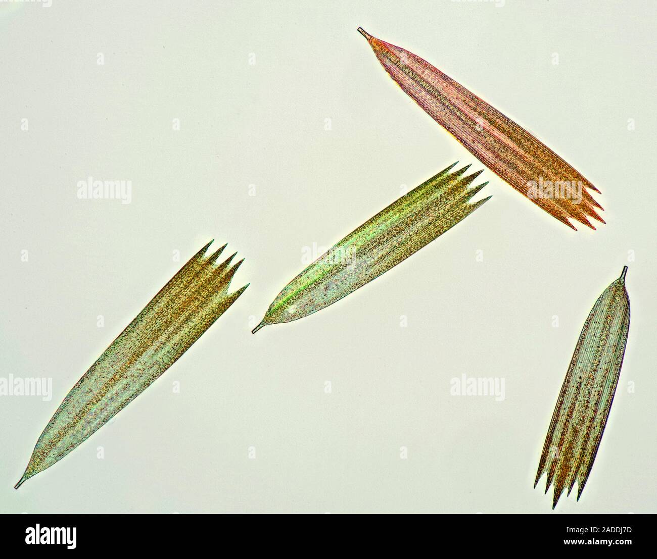 Moth wing scales. Polarised light micrograph of scales from the wing of ...