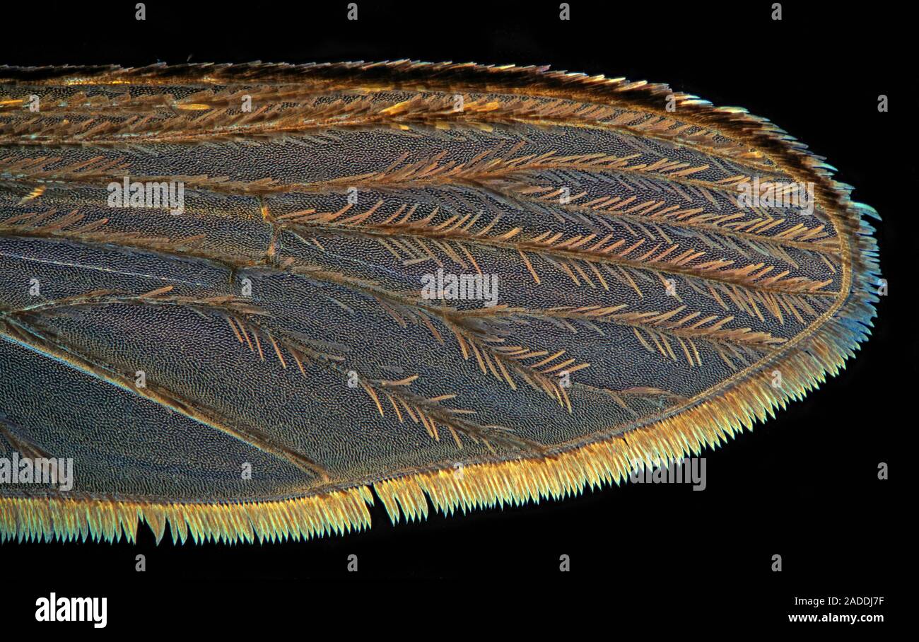 Mosquito wing. Darkfield illuminated polarised light micrograph the tip ...