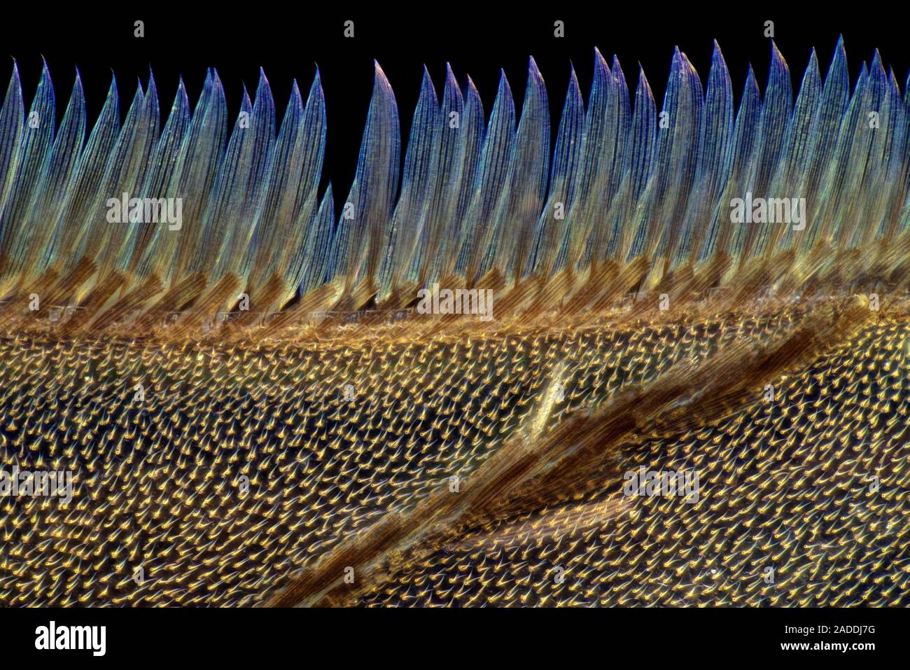 Mosquito wing. Darkfield illuminated polarised light micrograph the tip ...