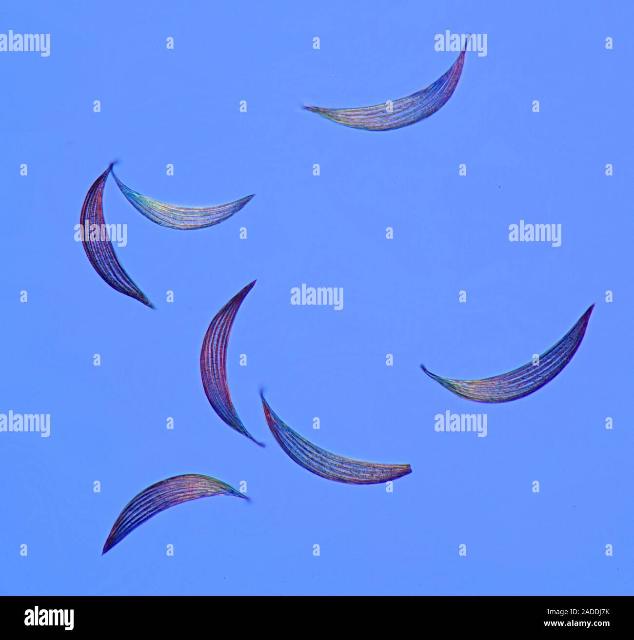 Mosquito wing scales. Polarised light micrograph the scales from the ...