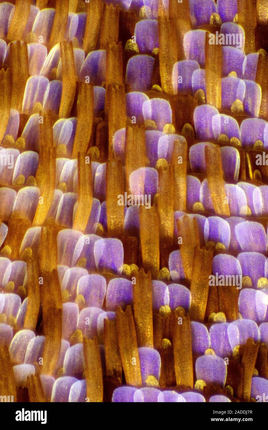 Butterfly wing scales. Light micrograph of scales on the wing of a ...