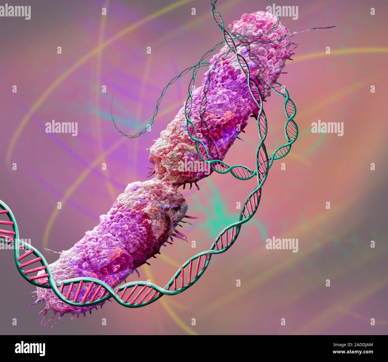 Antibiotic resistance, conceptual composite image. Scanning electron ...