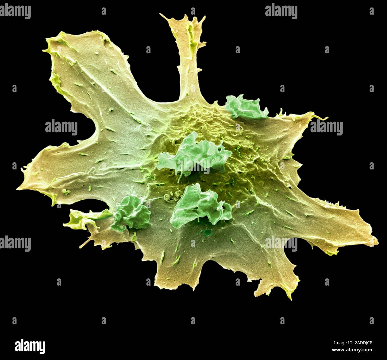 Jurkat cell. Coloured scanning electron micrograph (SEM) of a Jurkat cell. The Jurkat cell line ...