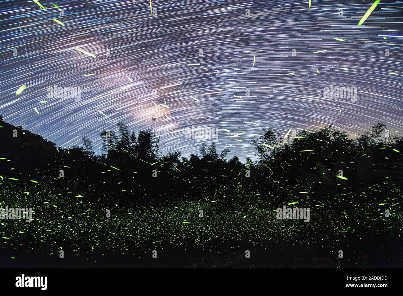 Star trails and fireflies. Time-exposure image of stars around the ...