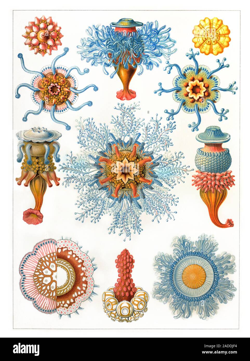 Siphonophorae, 1904 illustration. The Siphonophorae are an order of ...