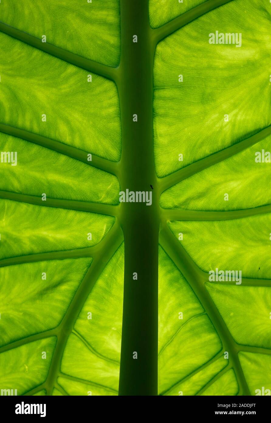 Close-up of the underside of a large tropical leaf Stock Photo - Alamy