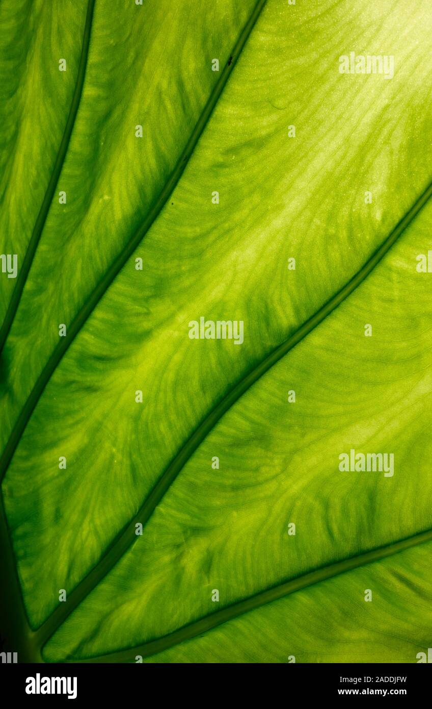 Close-up of the underside of a large tropical leaf Stock Photo - Alamy
