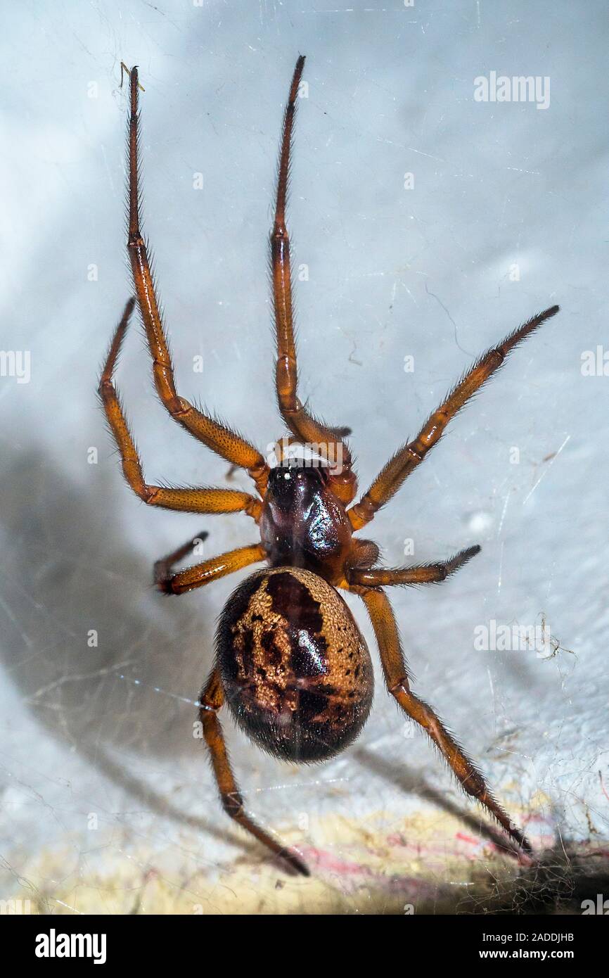 False black widow spider (Steatoda nobilis) on its web. The symptoms of ...