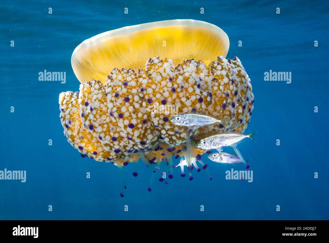 Mediterranean jellyfish (Cotylorhiza tuberculata) and fish. This ...