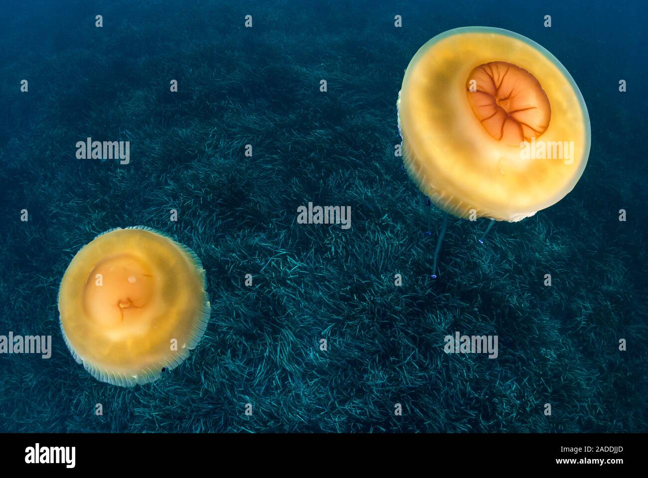 Mediterranean jellyfish (Cotylorhiza tuberculata). This jellyfish has ...