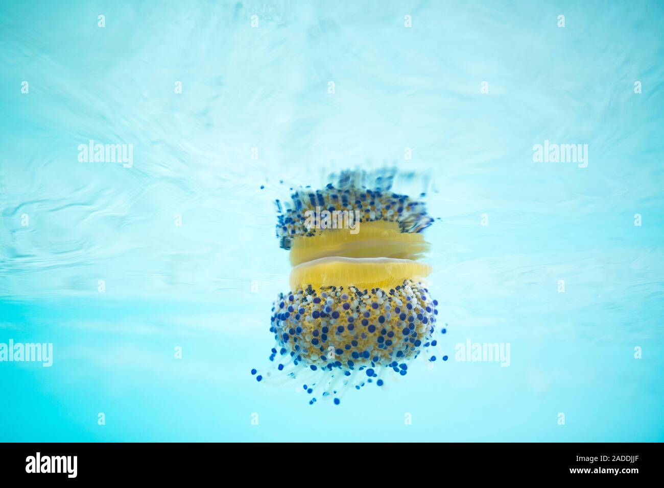 Mediterranean jellyfish (Cotylorhiza tuberculata). This jellyfish has ...