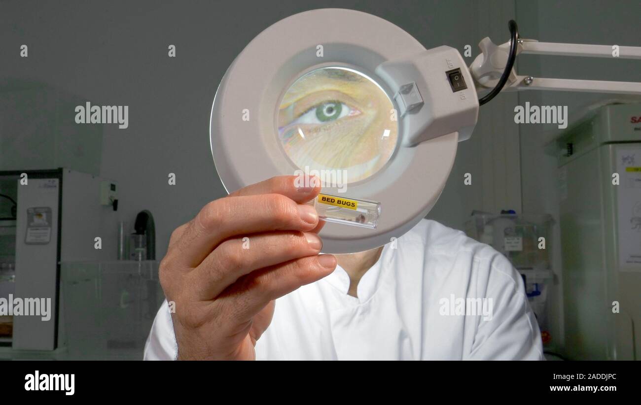 Bed bug research. Researcher using a magnifying glass while breeding ...