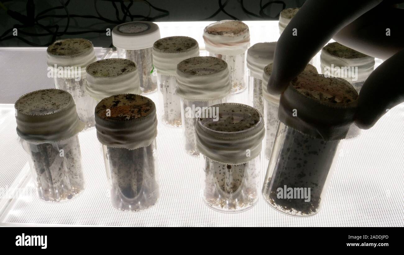 Bed bug research. Bed bugs being bred in a laboratory. Bed bugs are ...