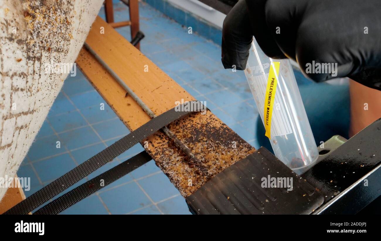 Bed bug infestation sample collection from a bed. Bed bugs are wingless ...