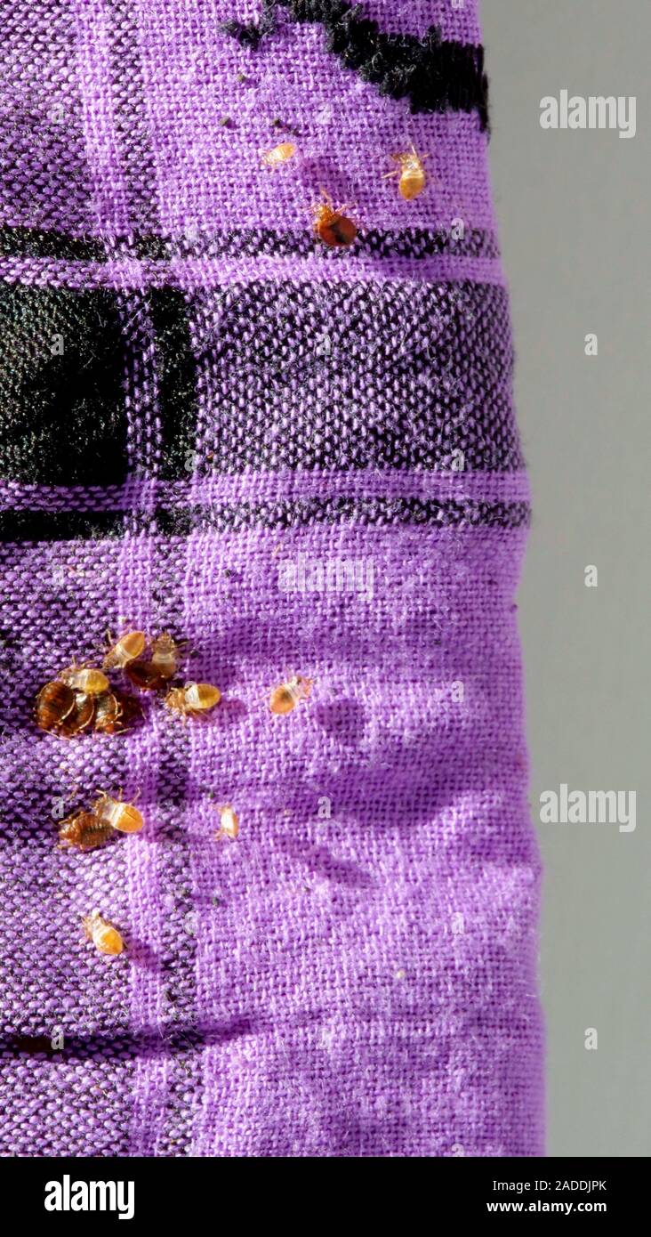 Bed bug infestation on clothes. Bed bugs are wingless, parasitic ...