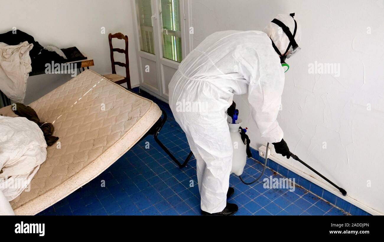 Bed bug infestation pest control. Pest controller using chemicals to ...