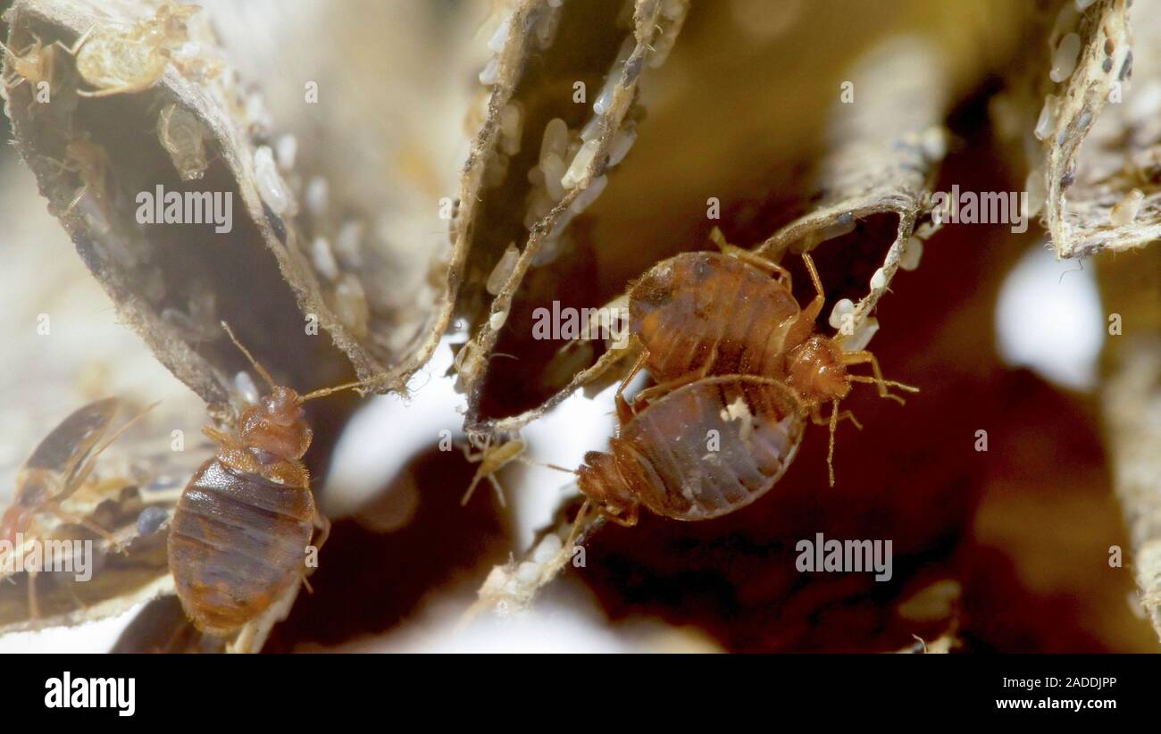 Bed bug infestation, close-up. Bed bugs are wingless, parasitic insects ...