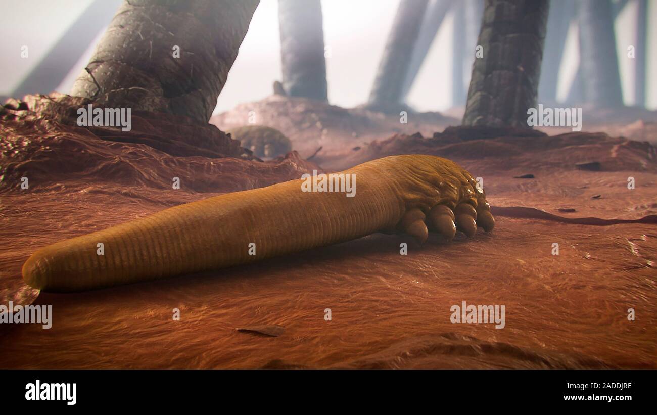 Demodex folliculorum mite, illustration. This parasitic/commensal mite ...