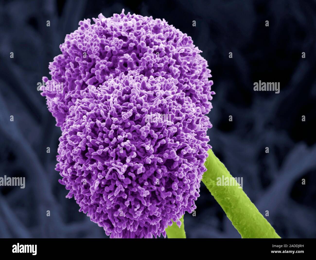 Aspergillus fungus conidiophores, coloured environmental scanning ...