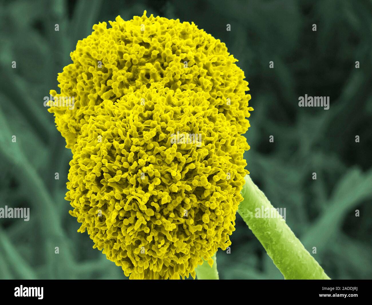 Aspergillus fungus conidiophores, coloured environmental scanning ...