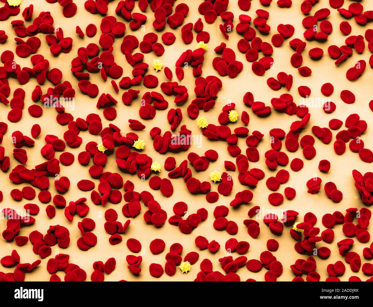 Blood cells in malaria infection, coloured environmental scanning ...