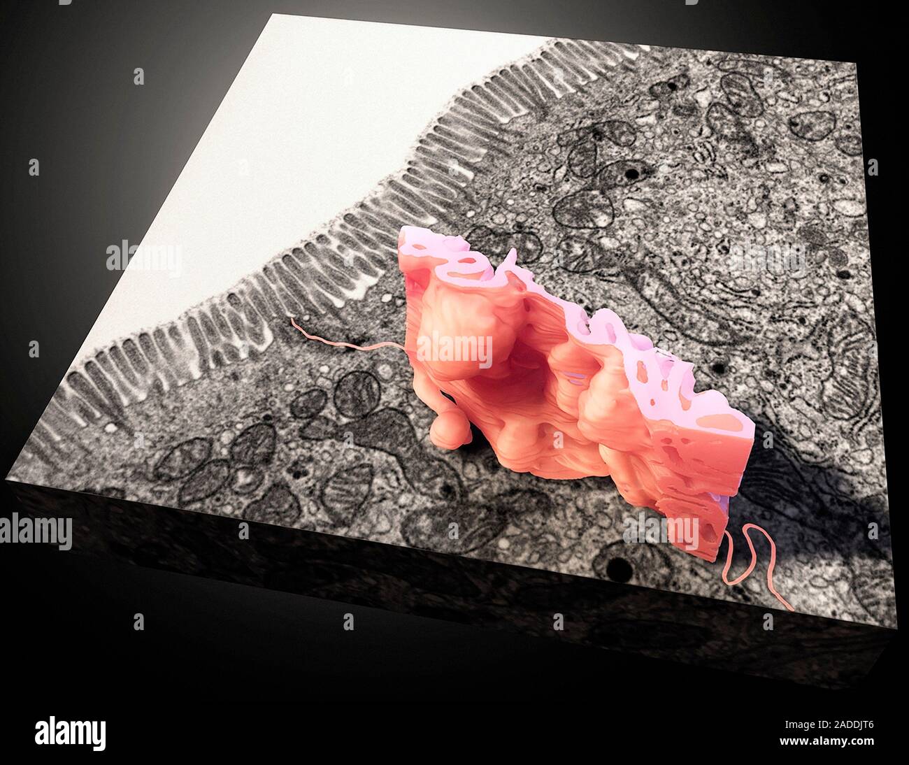 Intestinal epithelial cell boundary, FIB-SEM image. Three-dimensional ...