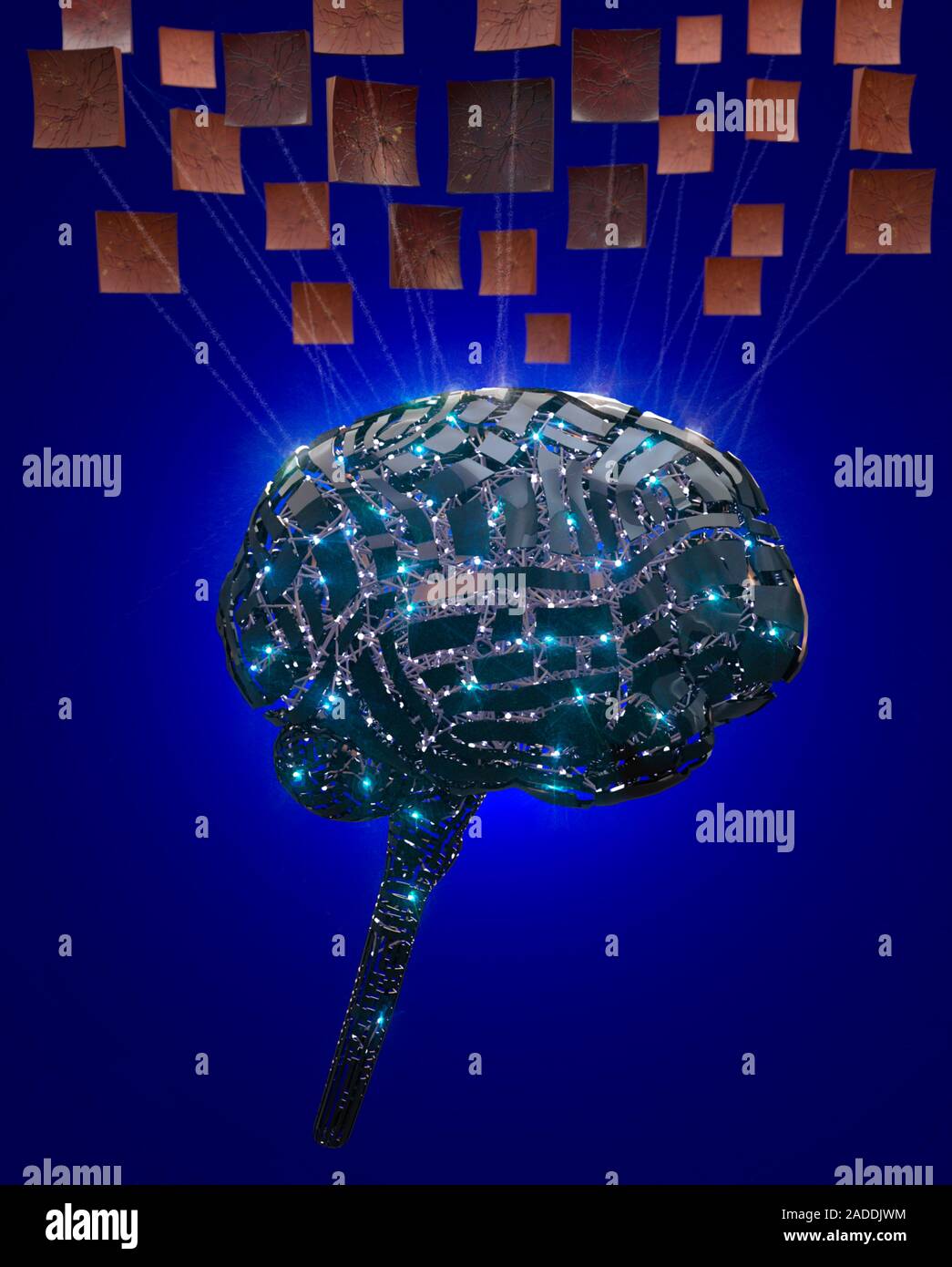 Digital human brain and neurons, illustration Stock Photo - Alamy