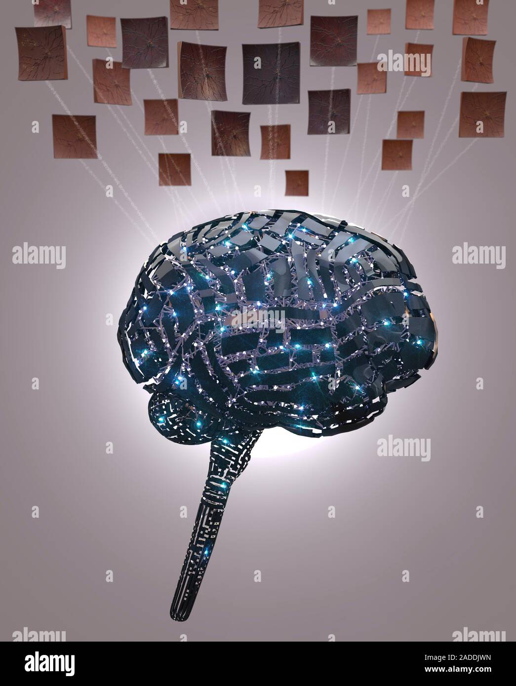 Digital human brain and neurons, illustration Stock Photo - Alamy