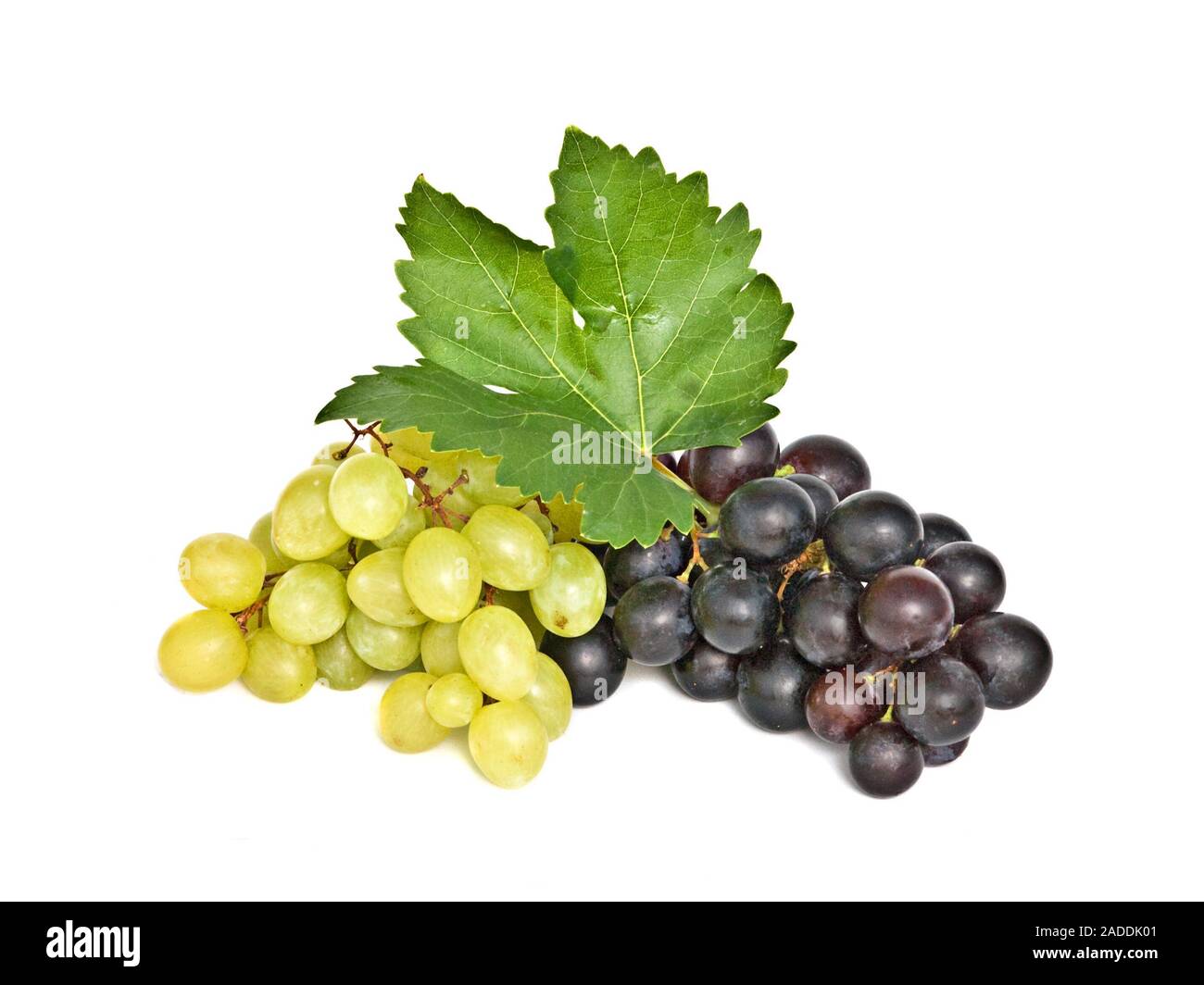 Grapevines isolated on white background Stock Photo - Alamy