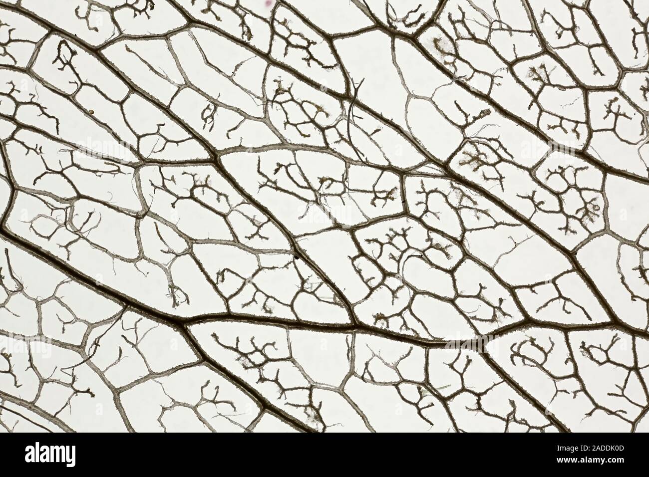 Skeleton of a leaf, macrophotograph. Magnification x12 at 35 mm Stock ...