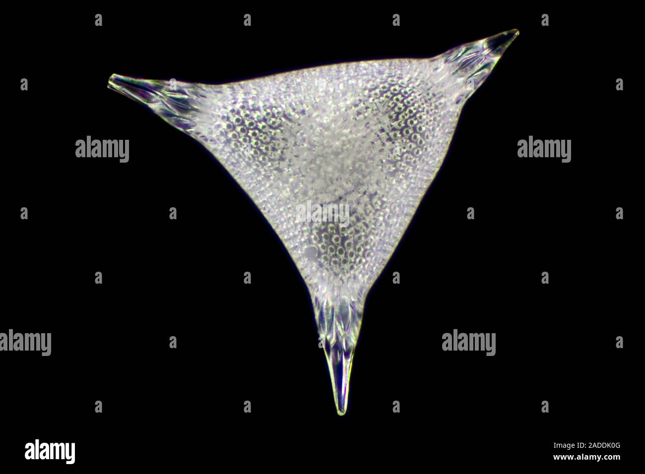 Radiolarian protozoan. Darkfield illuminated light micrograph of the ...