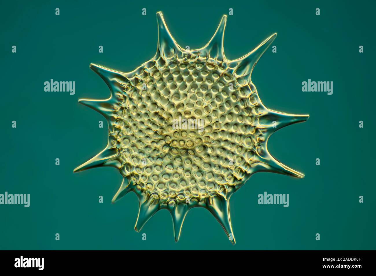 Radiolarian protozoan. Rheinberg illuminated light micrograph of the fossilised internal ...
