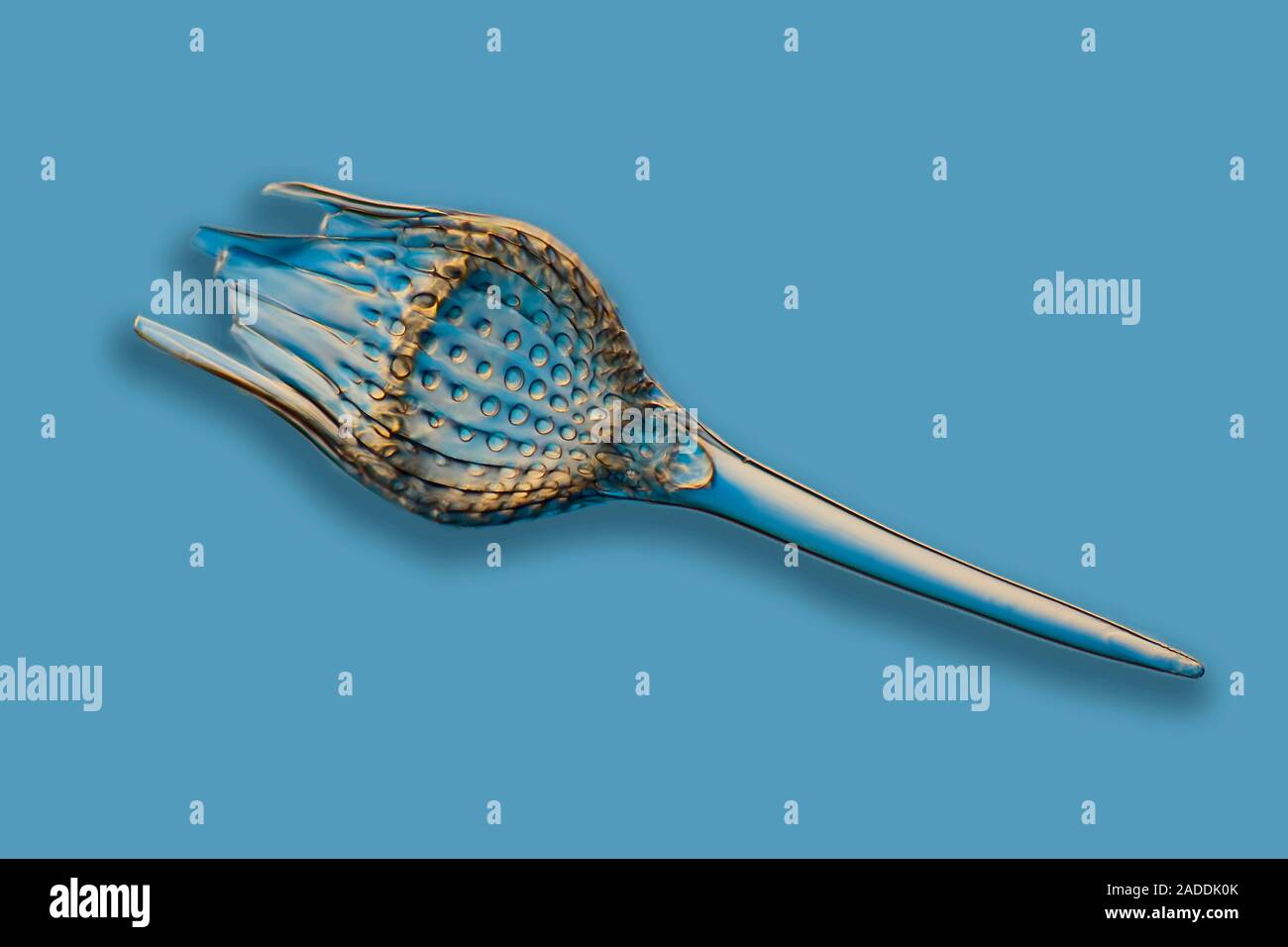 Radiolarian protozoan. Rheinberg illuminated light micrograph of the ...