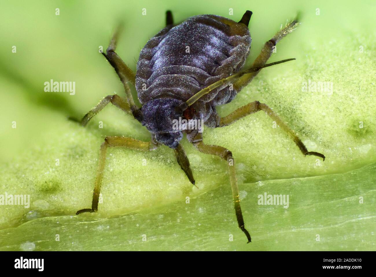 Aphid. Close-up of the aphid, or greenfly, (superfamily Aphidoidea ...