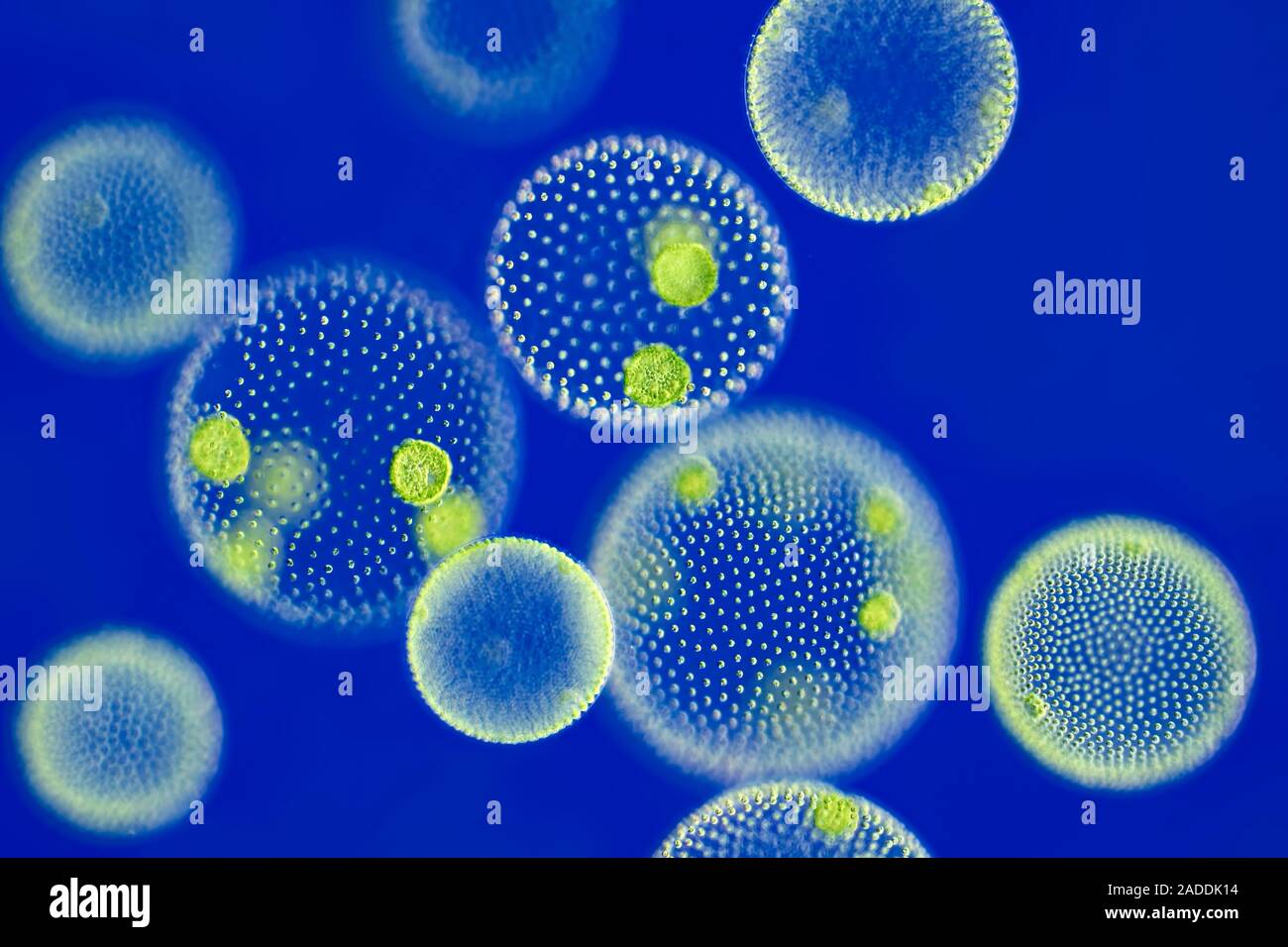 Volvox green algae. Rheinberg illuminated light micrograph of Volvox ...