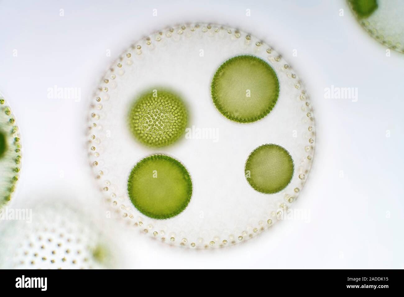 Volvox green algae. Brightfield illuminated light micrograph of Volvox ...