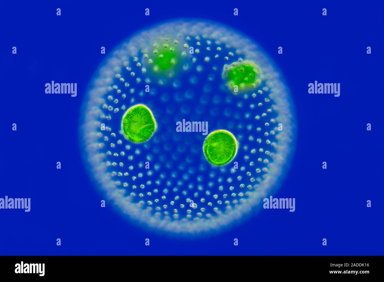 Volvox green algae. Rheinberg illuminated light micrograph of Volvox ...