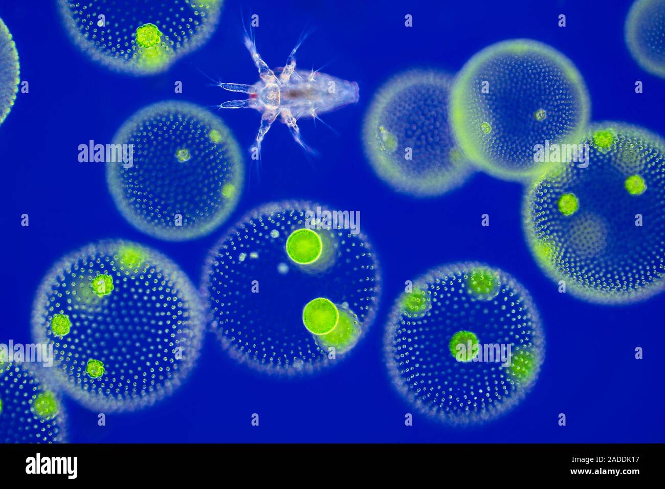 Volvox green algae with nauplius larva. Rheinberg illuminated light ...