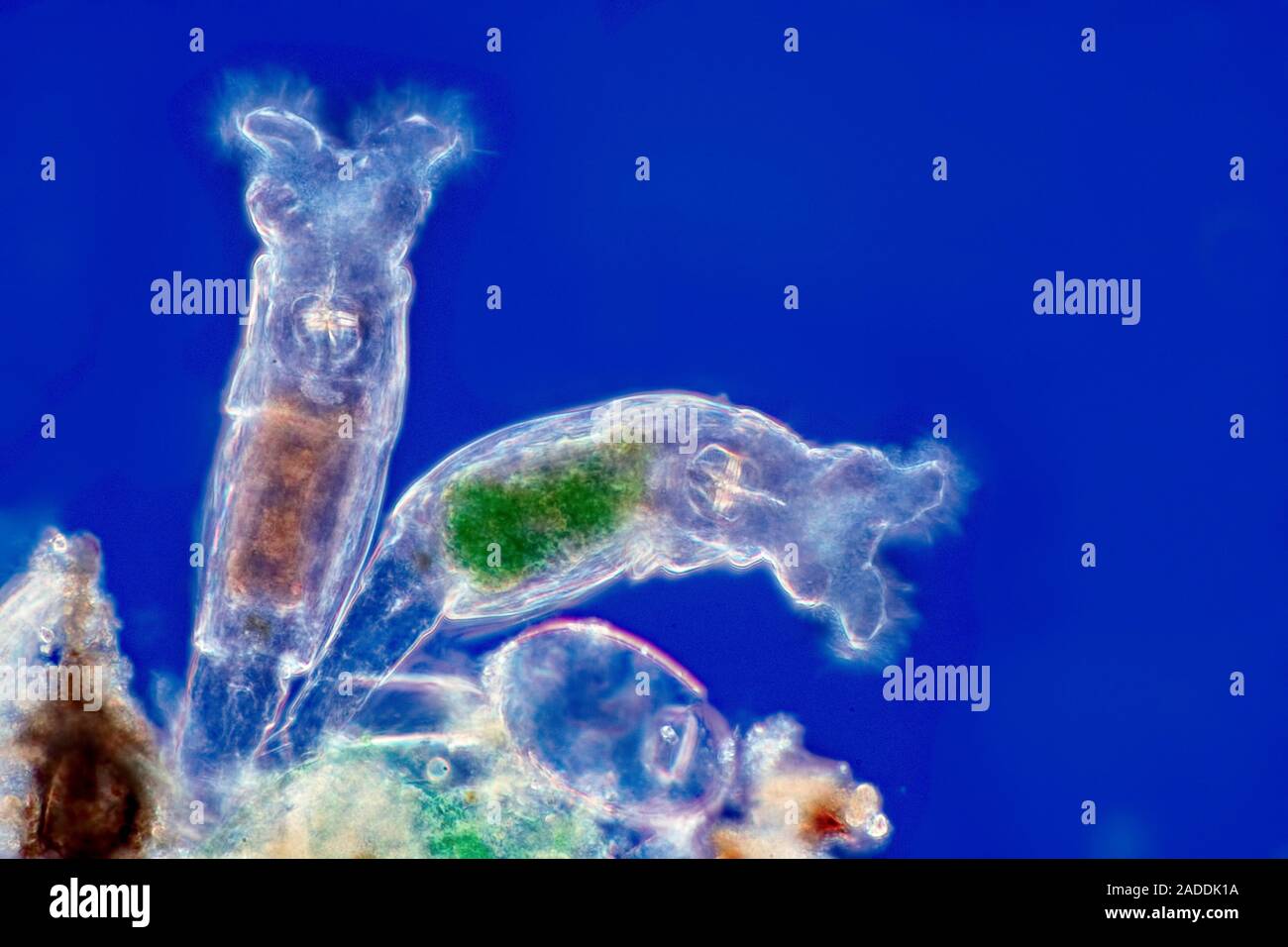 Rotifer colony, rheinberg light micrograph. Rotifers (phylum Rotifera) are microscopic aquatic ...
