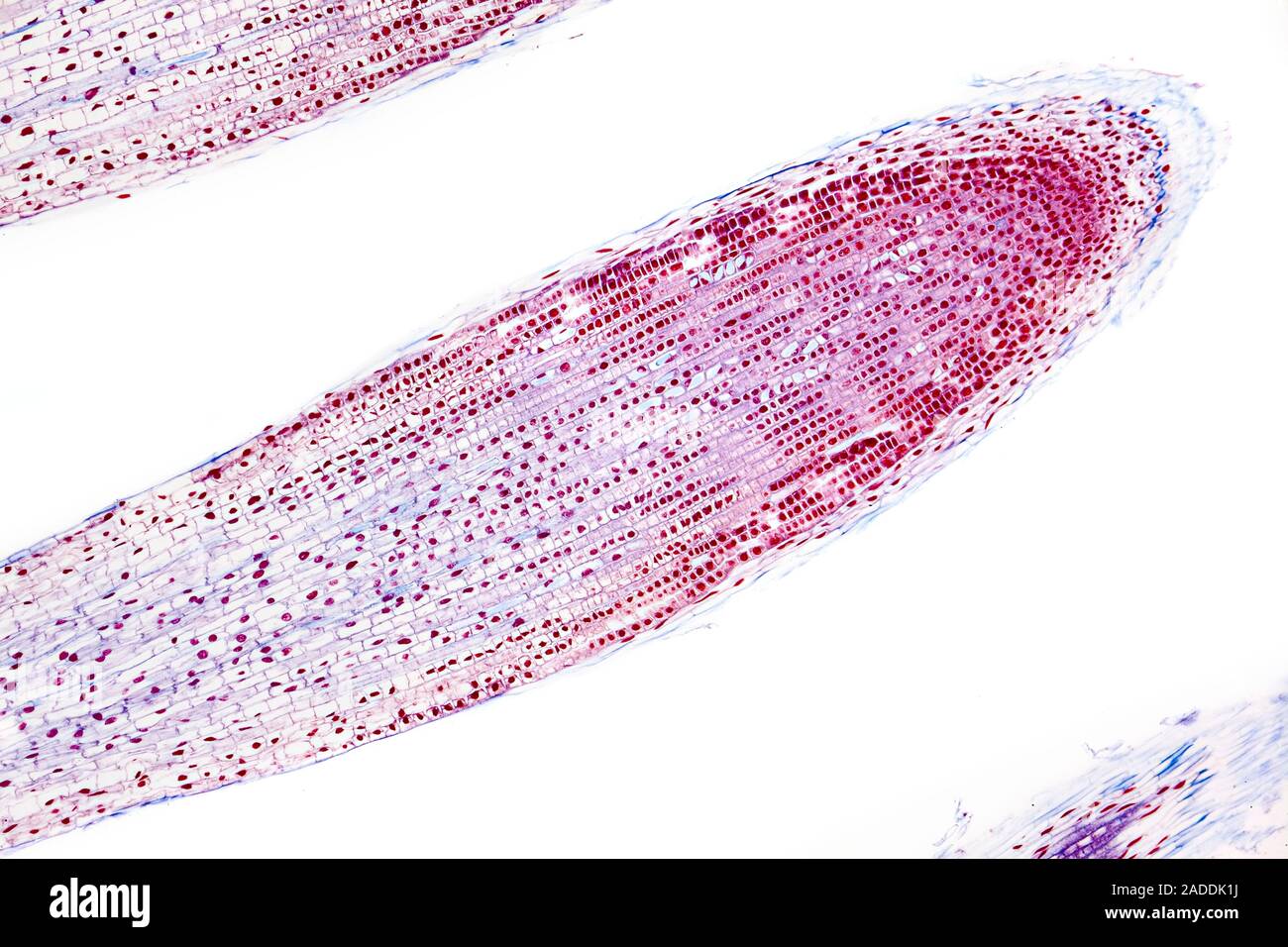 Brightfield light micrograph of a longitudinal section of a hyacinth ...