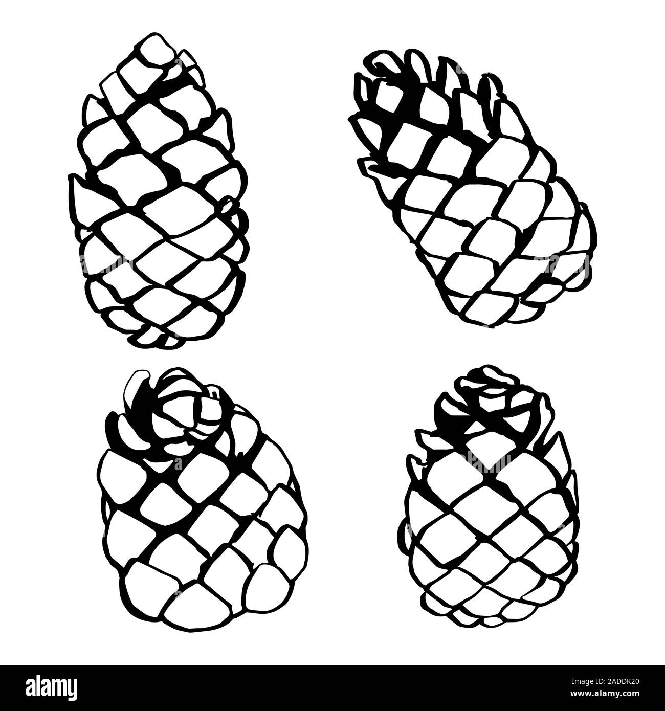 Christmas tree seed Black and White Stock Photos & Images - Alamy