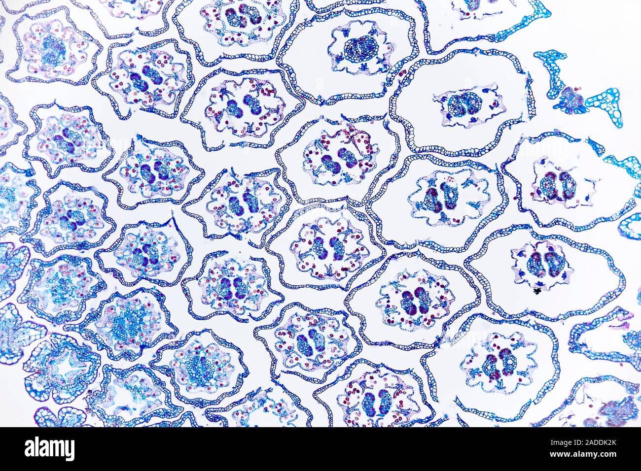 Brightfield light micrograph of a section through a daisy flower ...