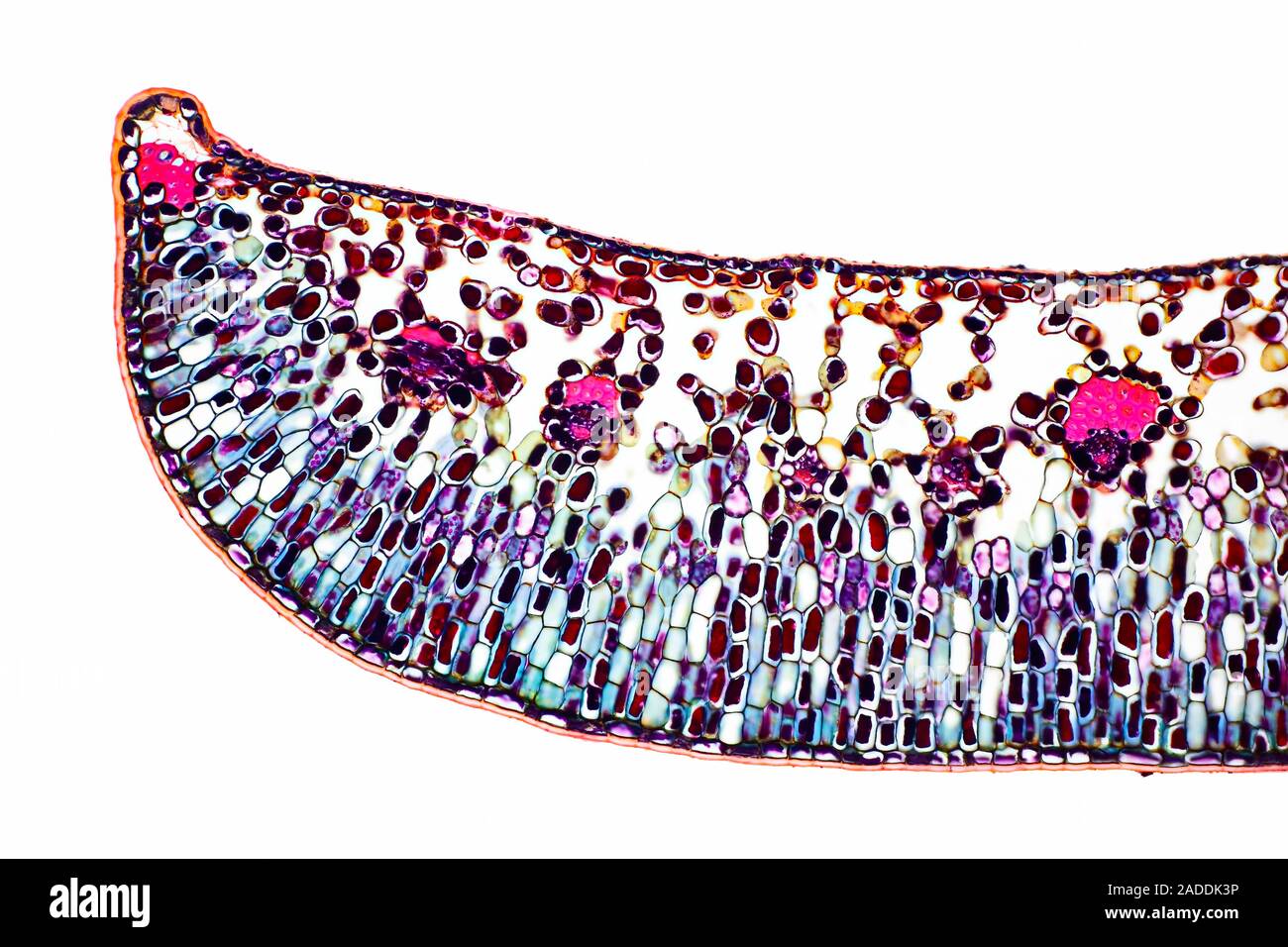 Brightfield light micrograph of a section through the leaf of a ...