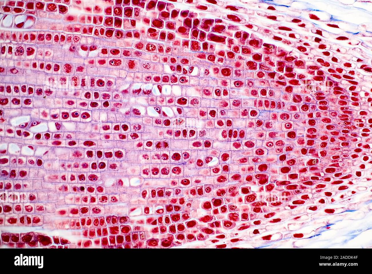 Brightfield light micrograph of a longitudinal section of a hyacinth ...