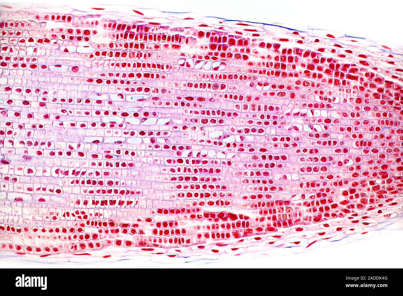 Brightfield light micrograph of a longitudinal section of a hyacinth ...