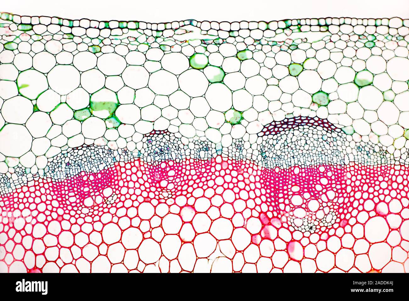 Brightfield light micrograph of a section through a stem of a mint ...